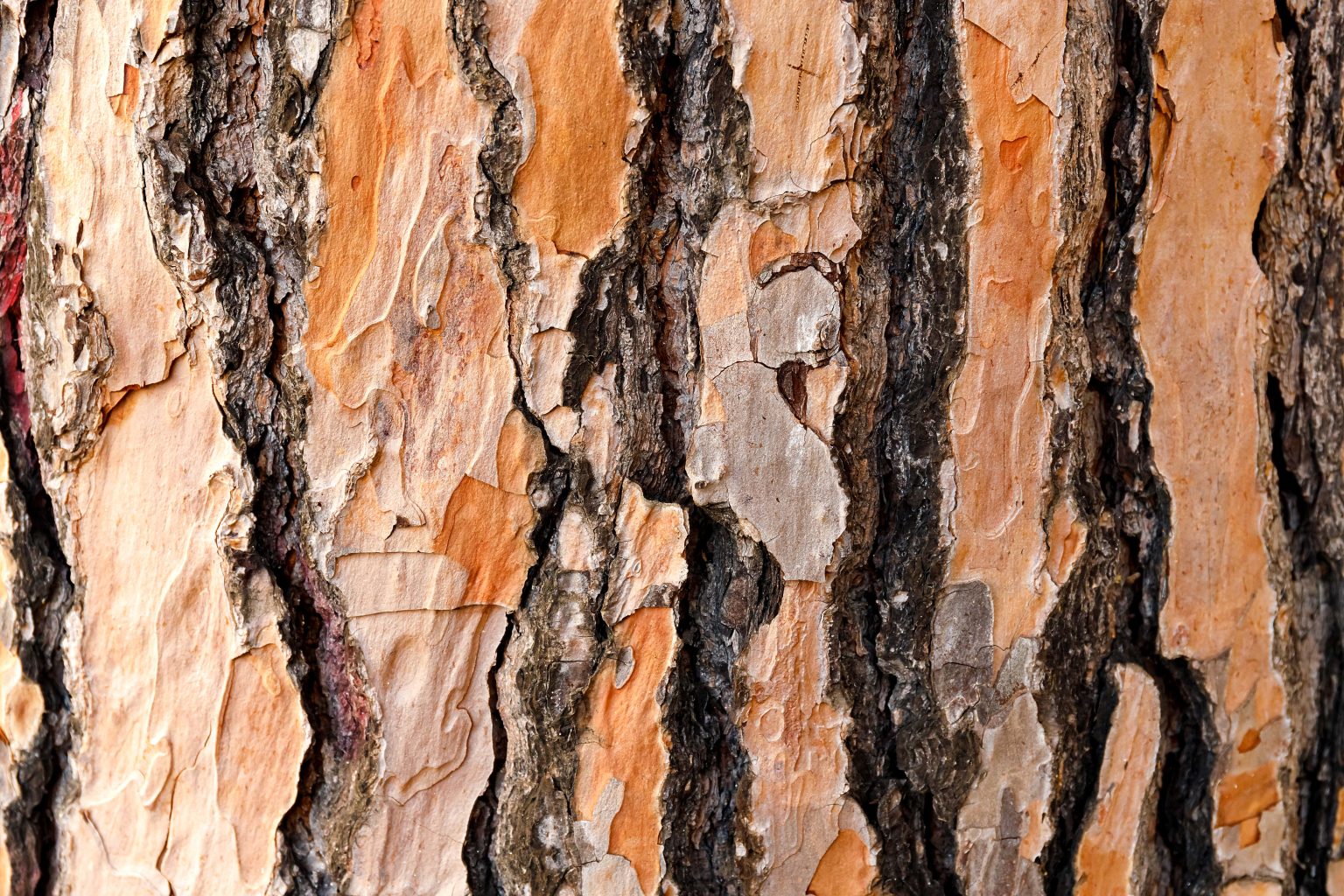 4 tipuri de lemn folosite în ziua de astăzi