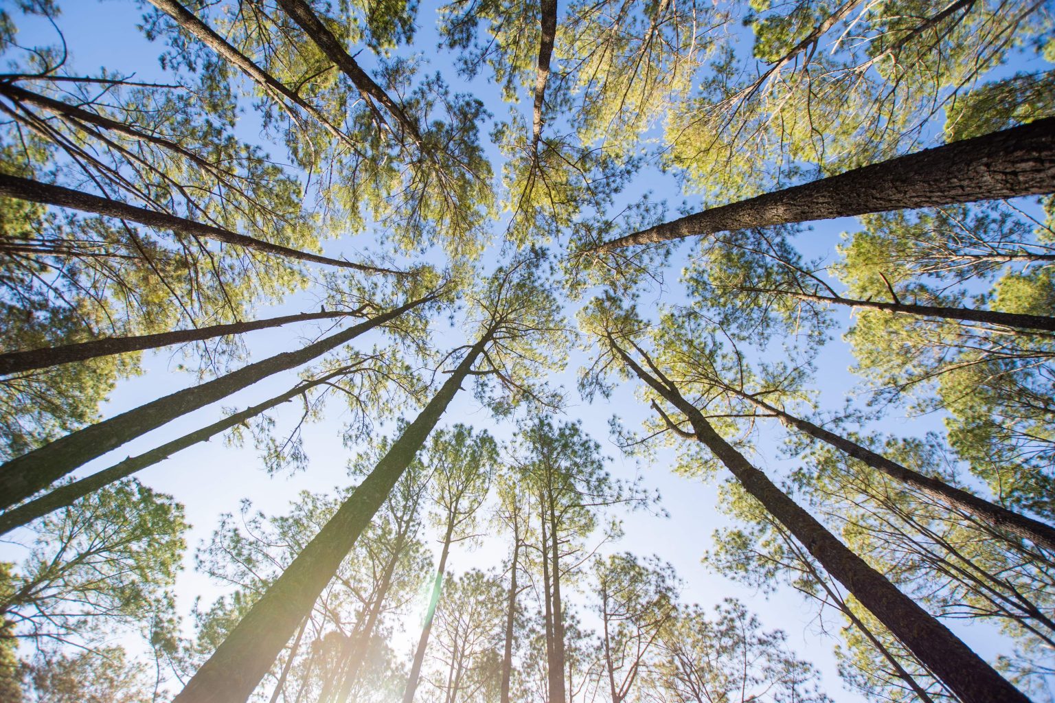 4 tipuri de lemn folosite în ziua de astăzi